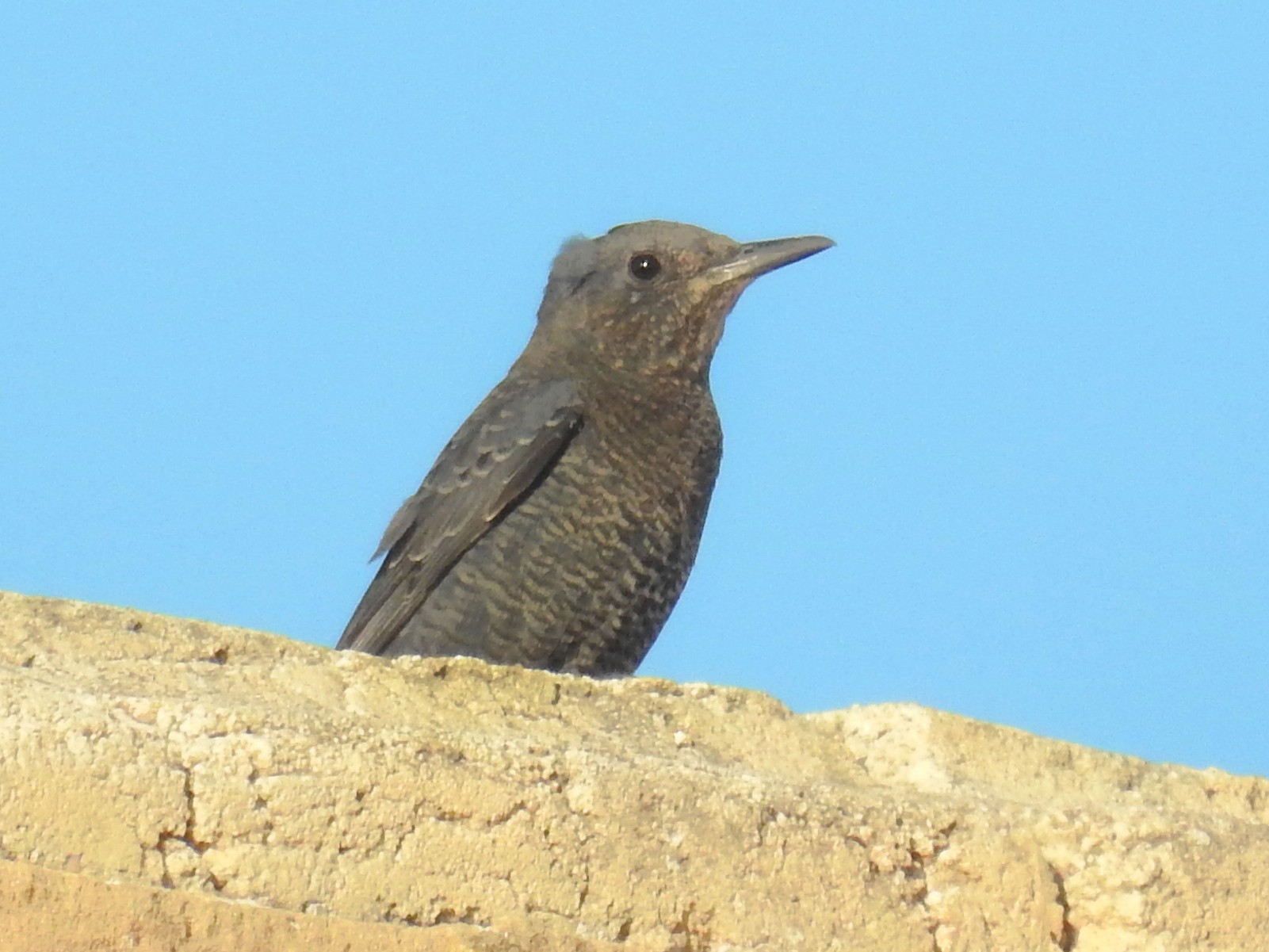 Blue Rock-Thrush - eBird