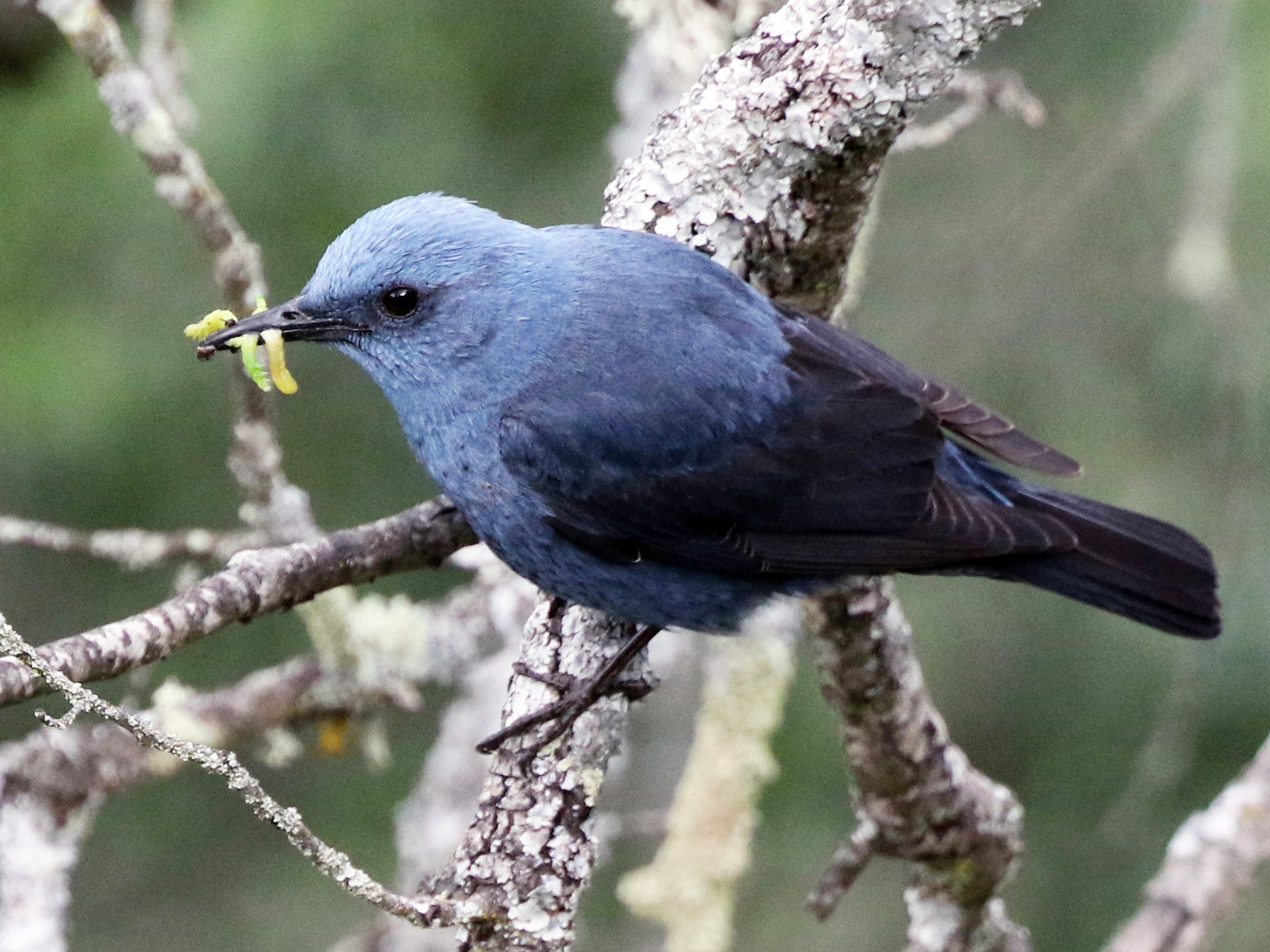Blue Rock-Thrush - eBird
