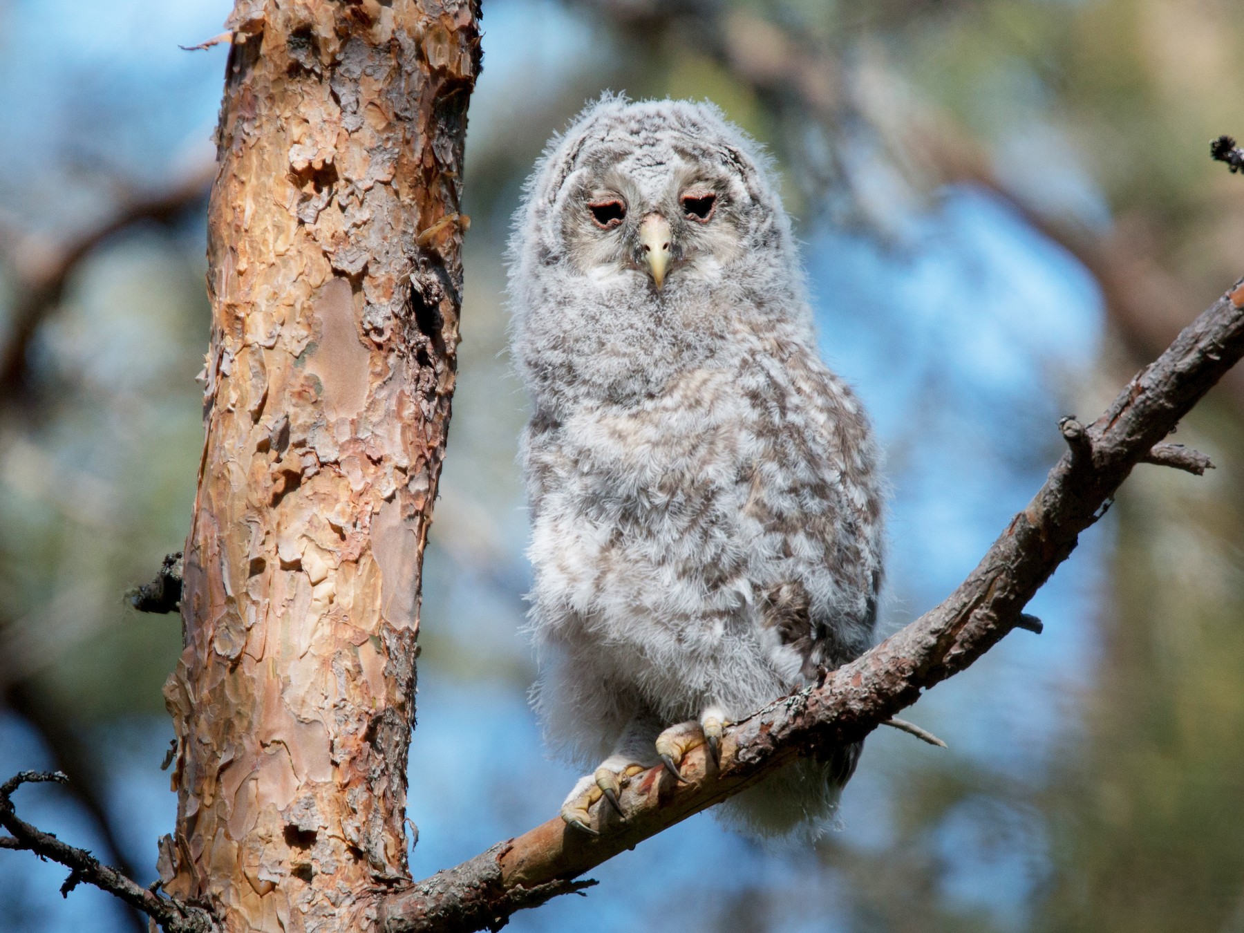 Ural Owl - eBird