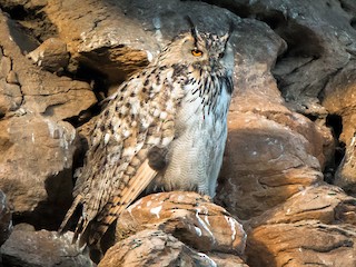 Eurasian Eagle-Owl - Bubo bubo - Birds of the World