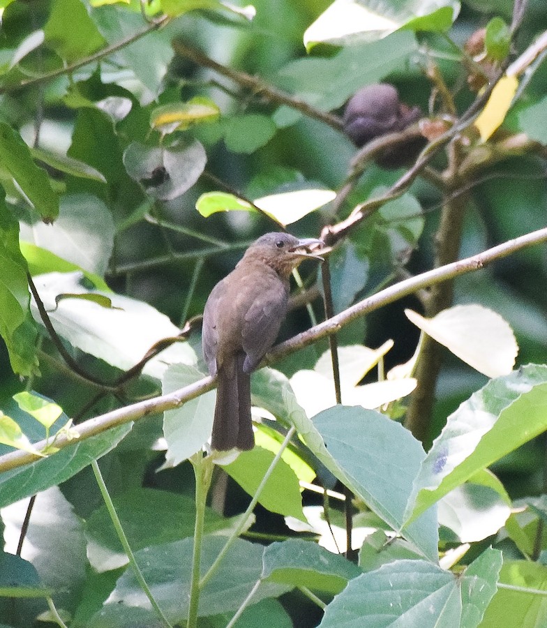 Visayan Bulbul - eBird