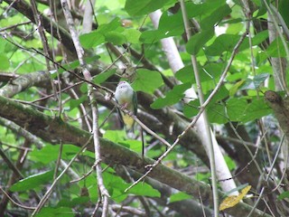 Cook Islands Fruit-Dove - Ptilinopus rarotongensis - Birds of the World