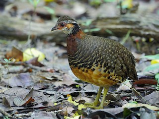 Chestnut-necklaced Partridge - Arborophila charltonii - Birds of the World