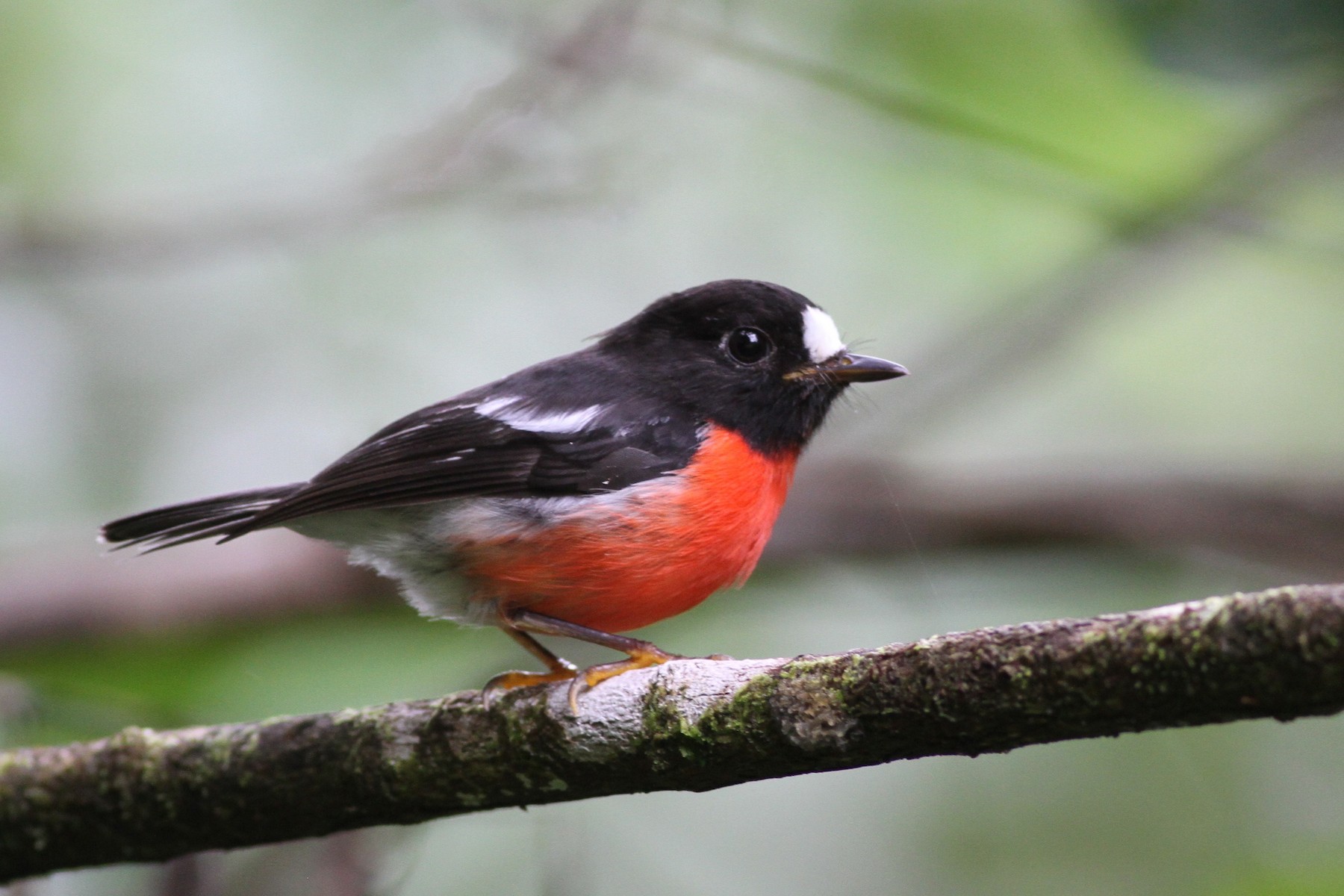 Pacific Robin - eBird