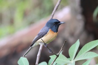 Vanikoro Flycatcher - Myiagra vanikorensis - Birds of the World