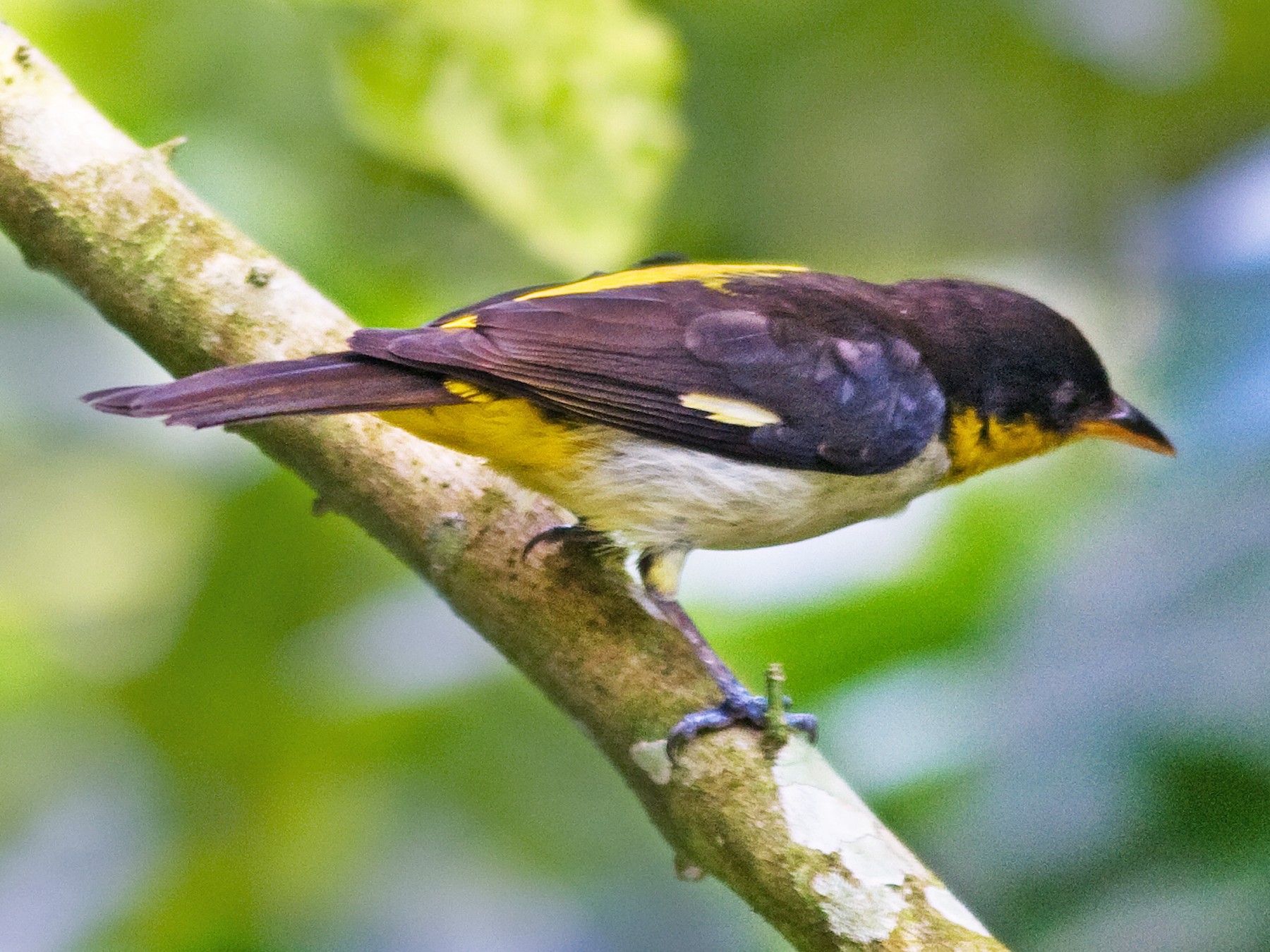 Yellow-backed Tanager - eBird