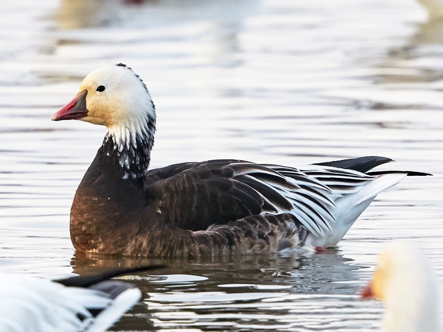 Ross's Goose - eBird