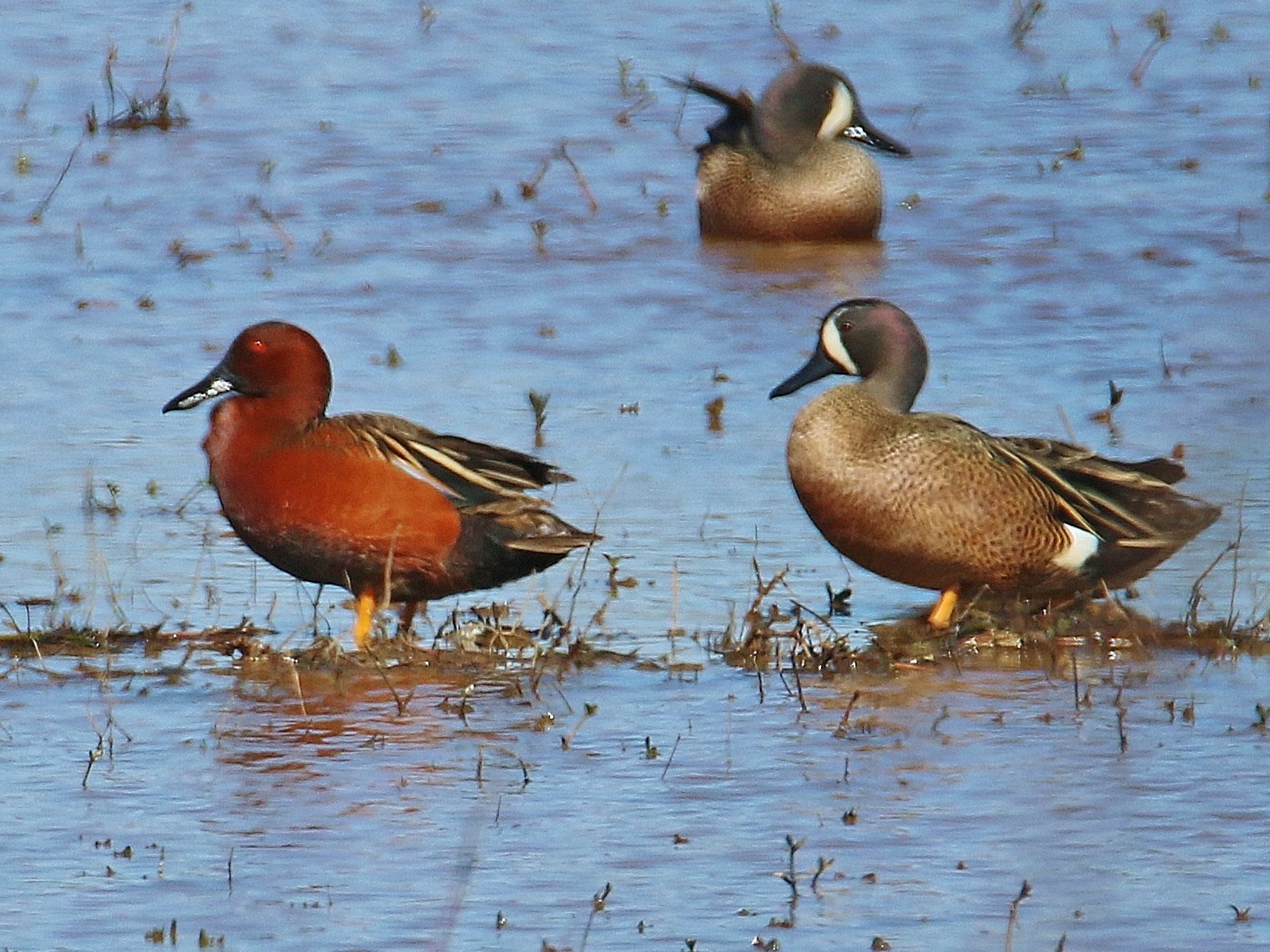 Cinnamon Teal - eBird