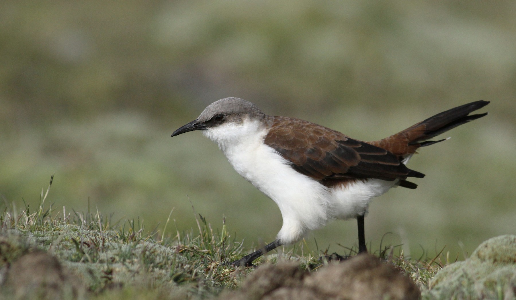 White-bellied Cinclodes - eBird