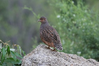 Hartlaub's Francolin - Pternistis hartlaubi - Birds of the World