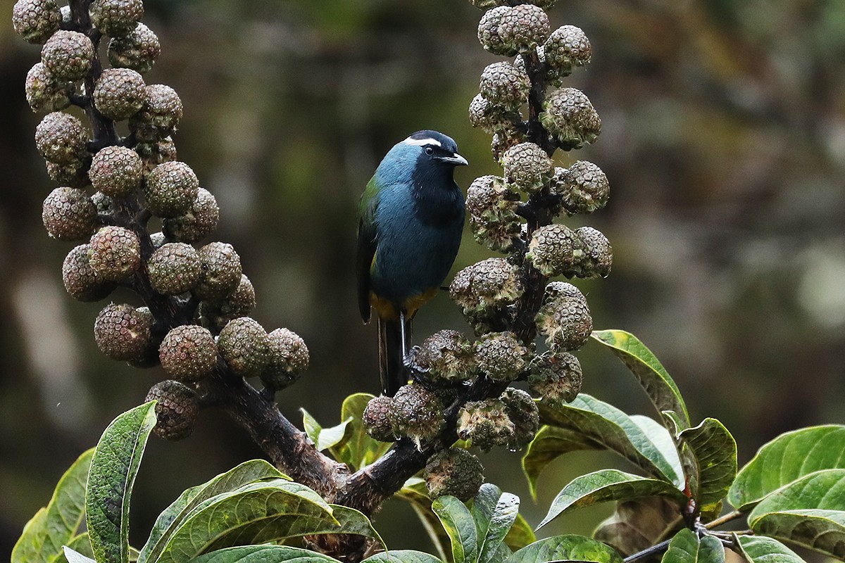 Crested Berrypecker - eBird