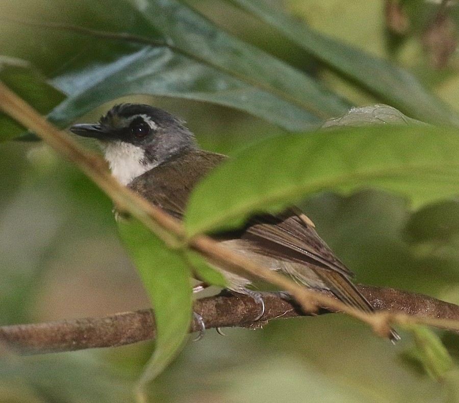 Gray-breasted Babbler - eBird