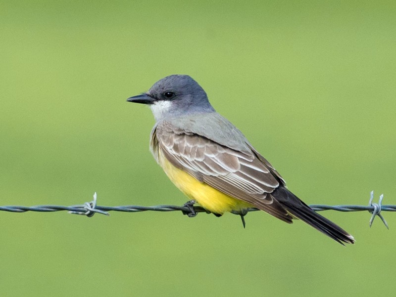 Cassin's Kingbird - eBird