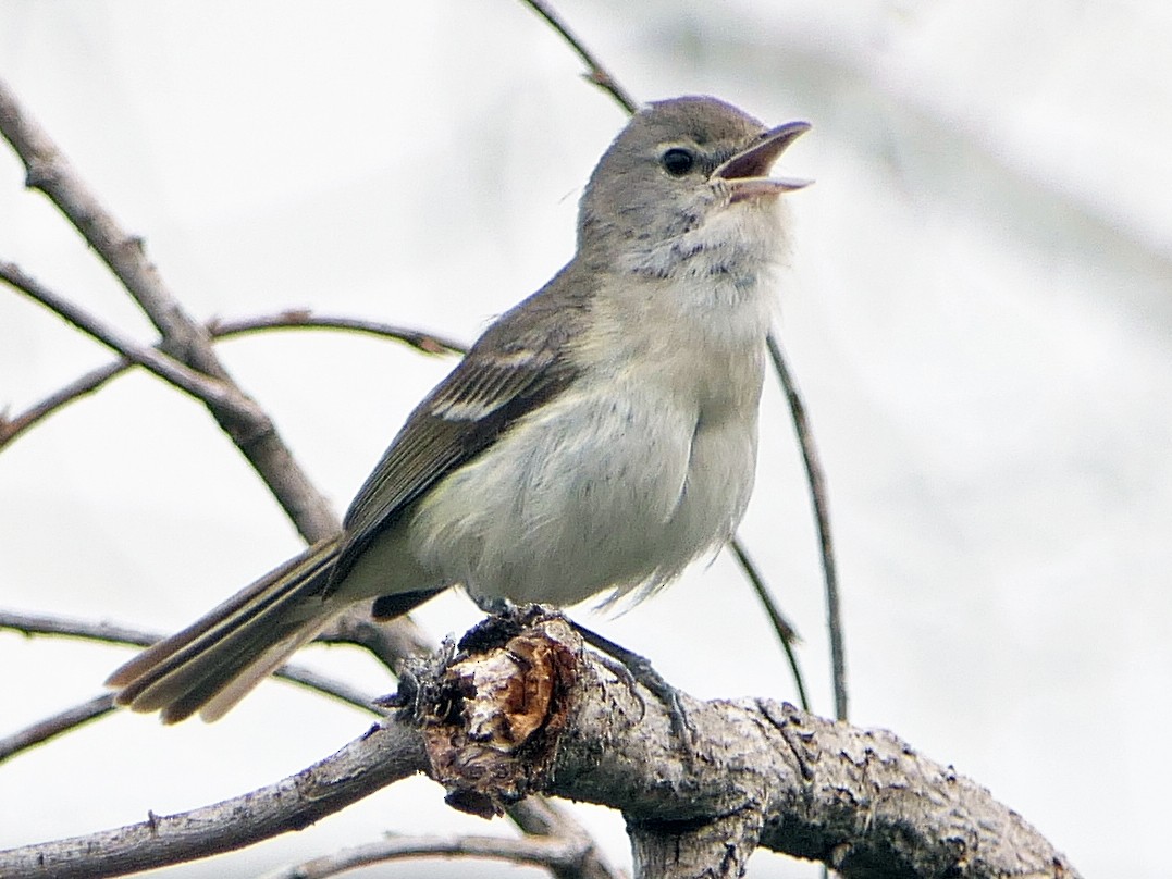 Bell's Vireo - eBird