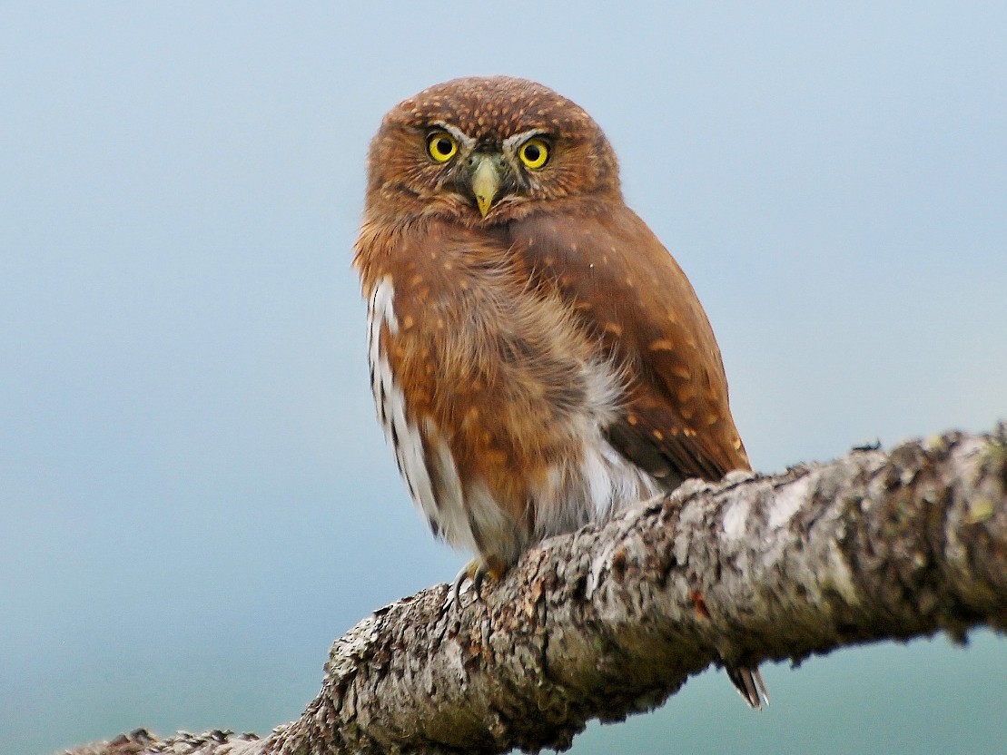 Northern Pygmy-Owl - eBird