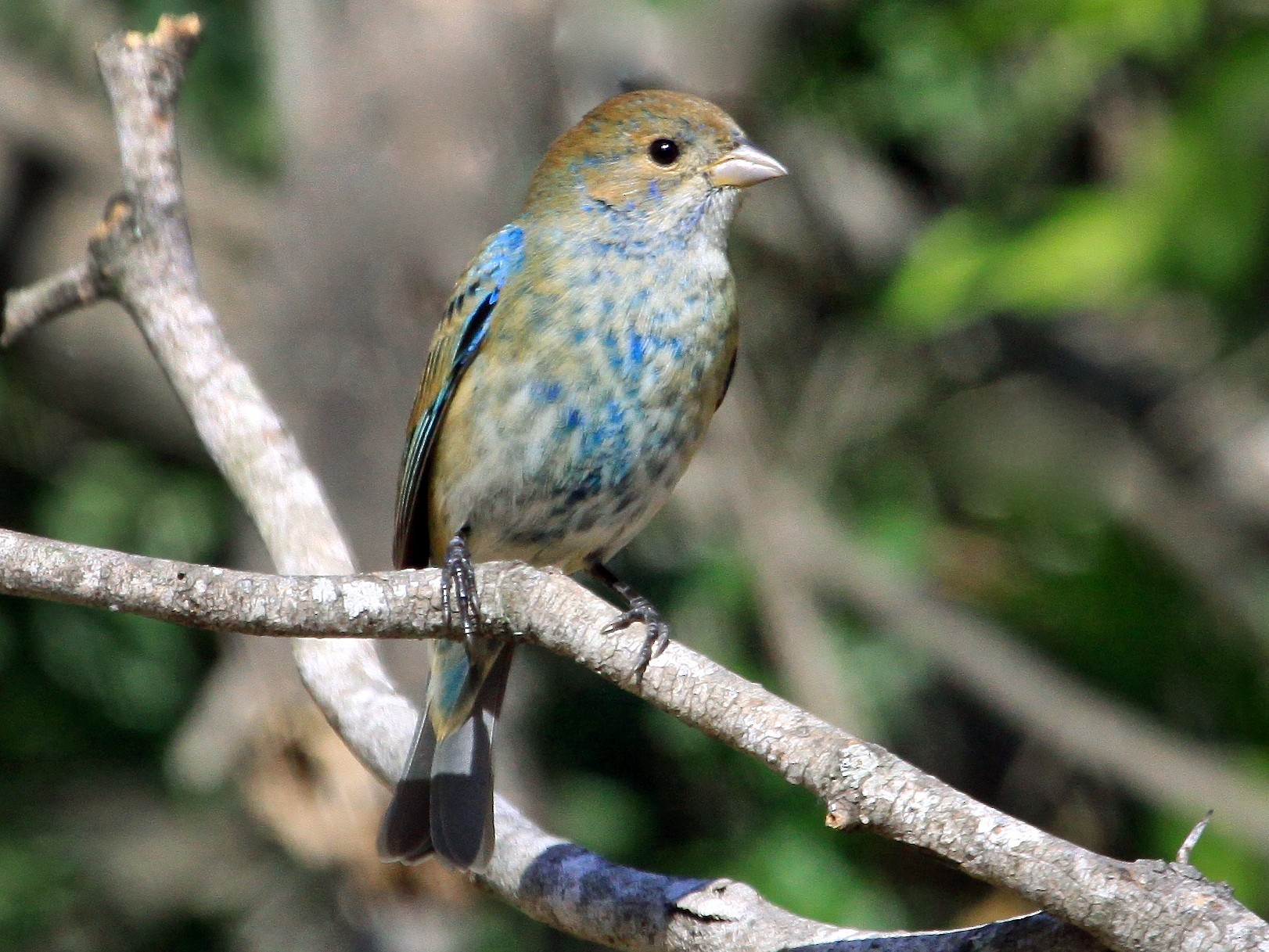 Indigo Bunting - eBird