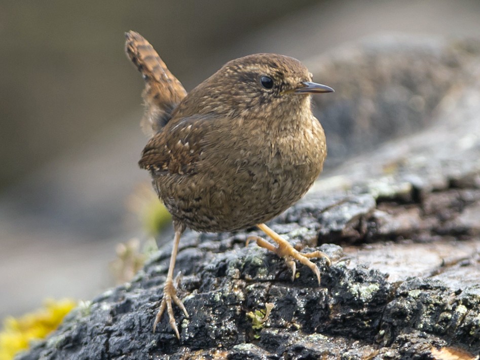 Pacific Wren - eBird