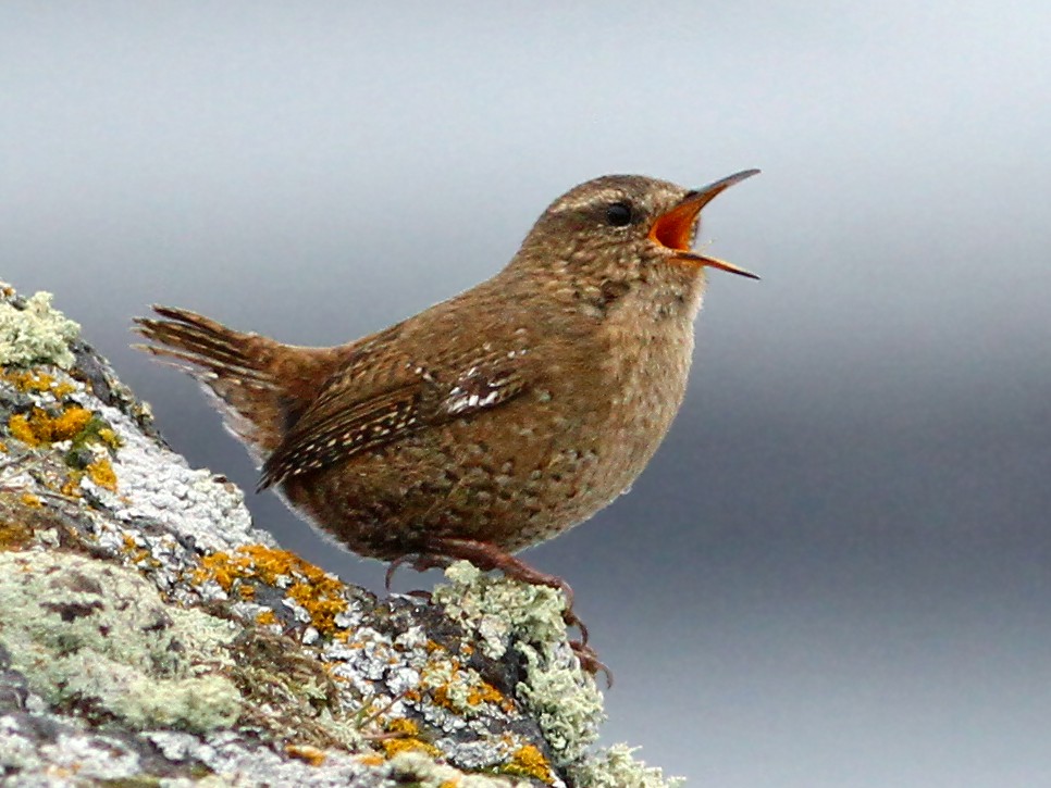 Pacific Wren - eBird