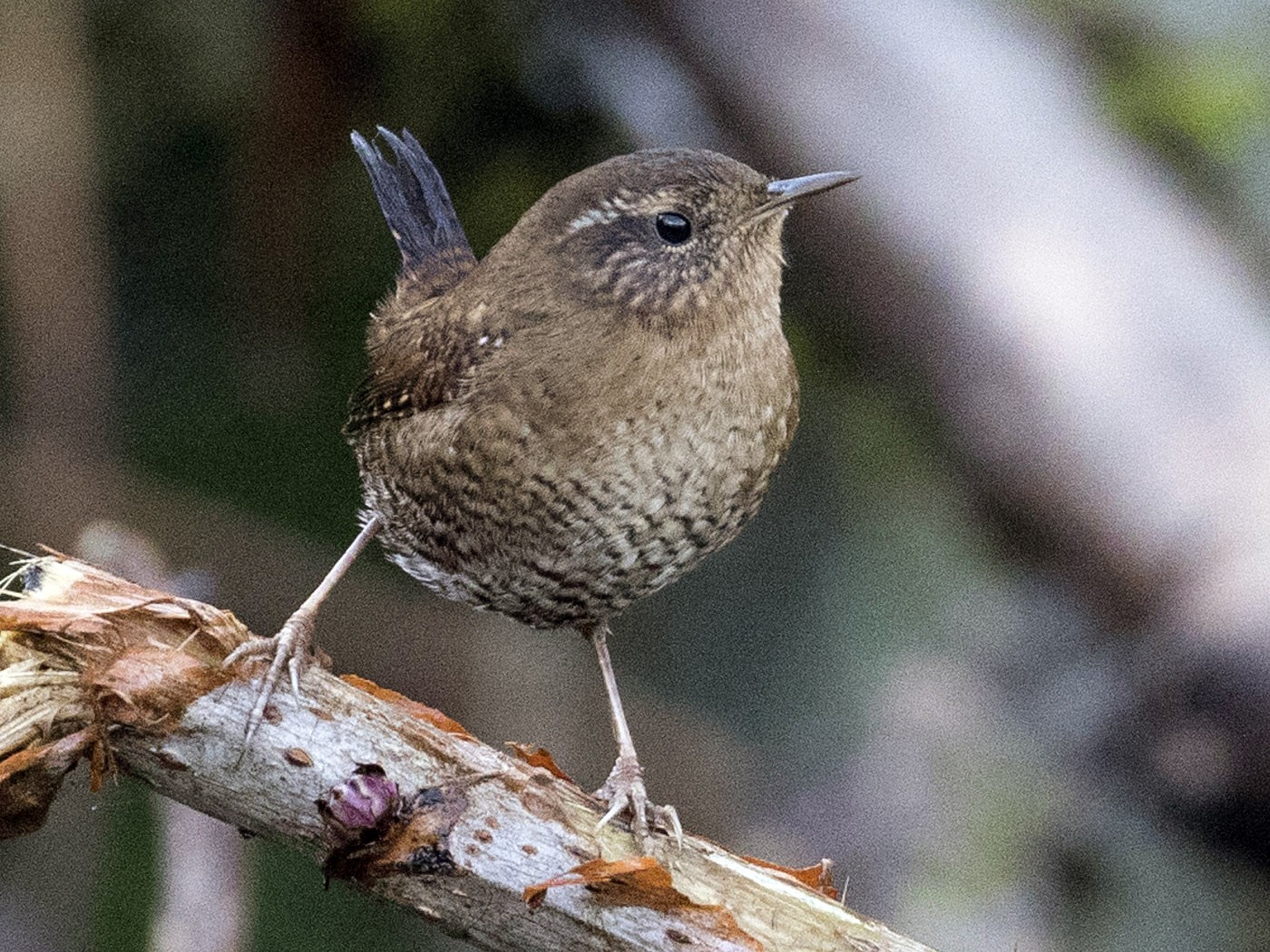 Pacific Wren - eBird