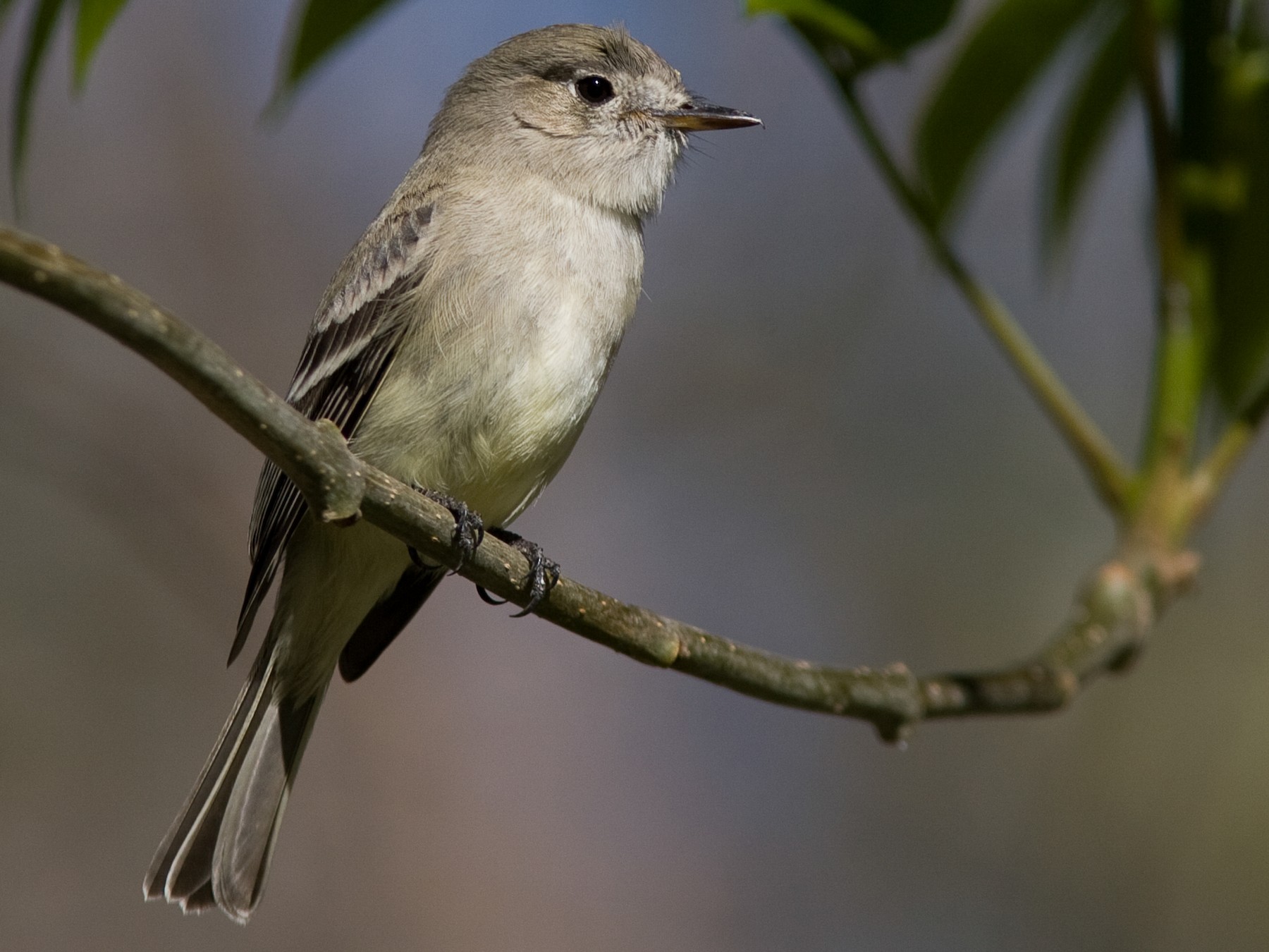 Gray Flycatcher - eBird