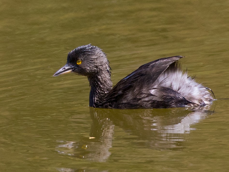 Least Grebe - eBird