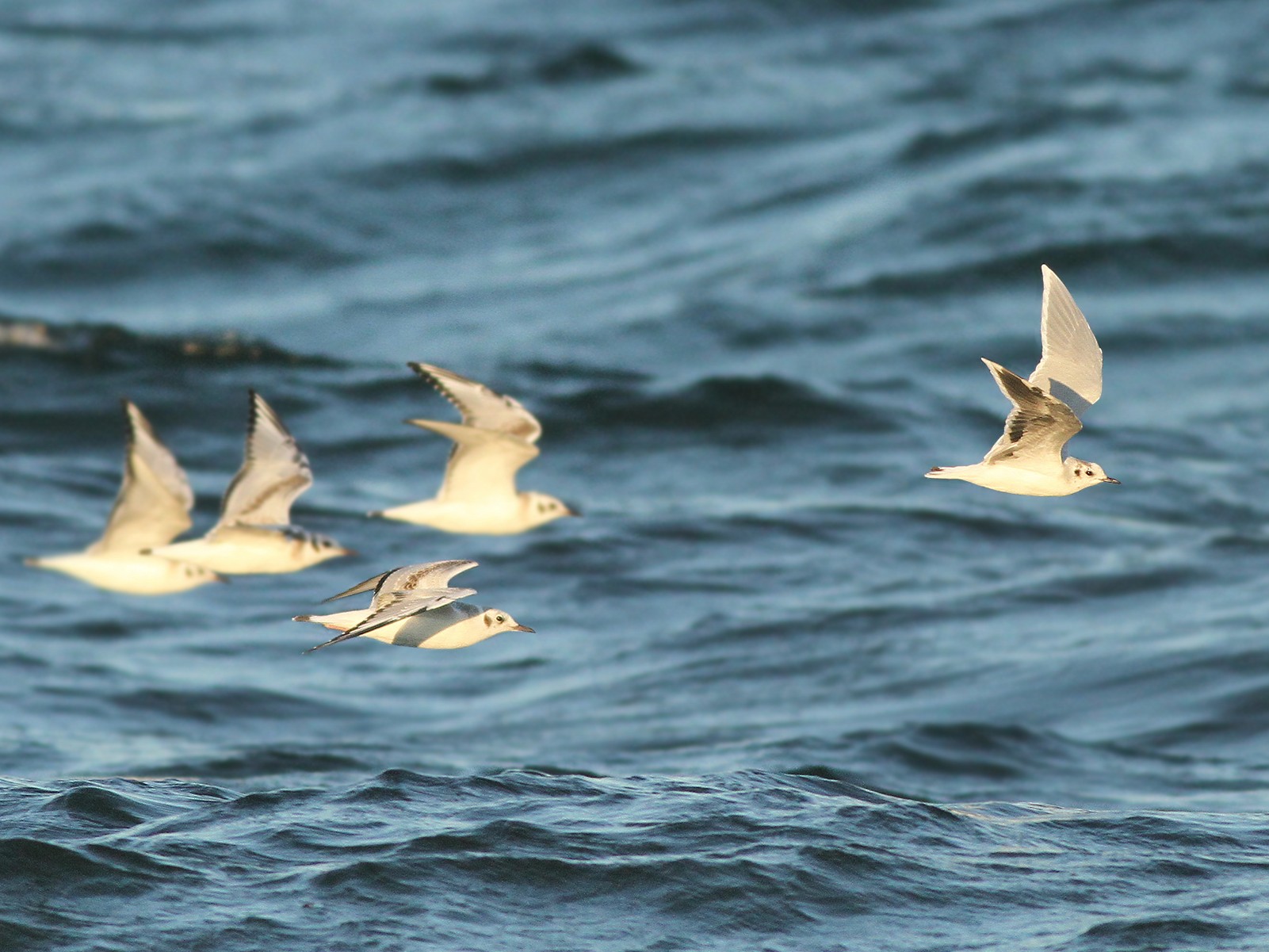 Little Gull - Maryland-DC Breeding Bird Atlas