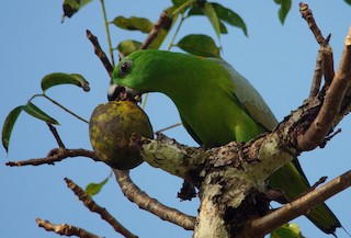 Golden-mantled Racquet-tail - Prioniturus platurus - Birds of the World