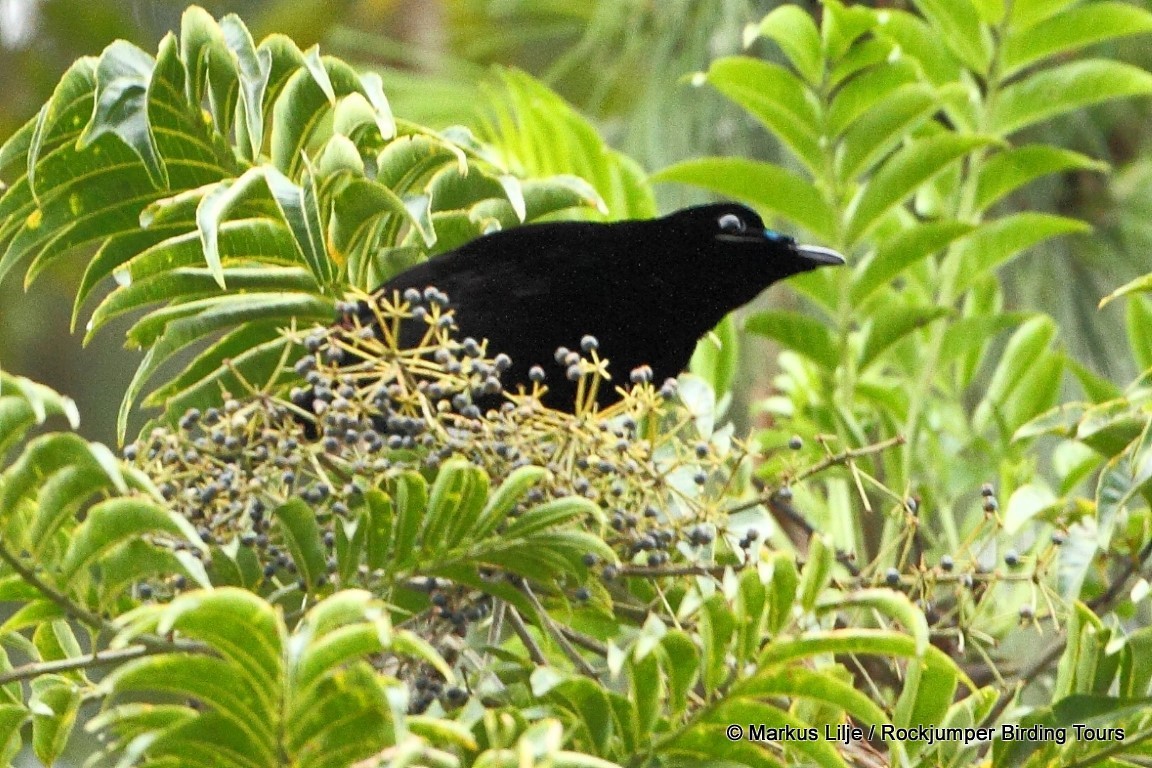 Loria's Satinbird - eBird
