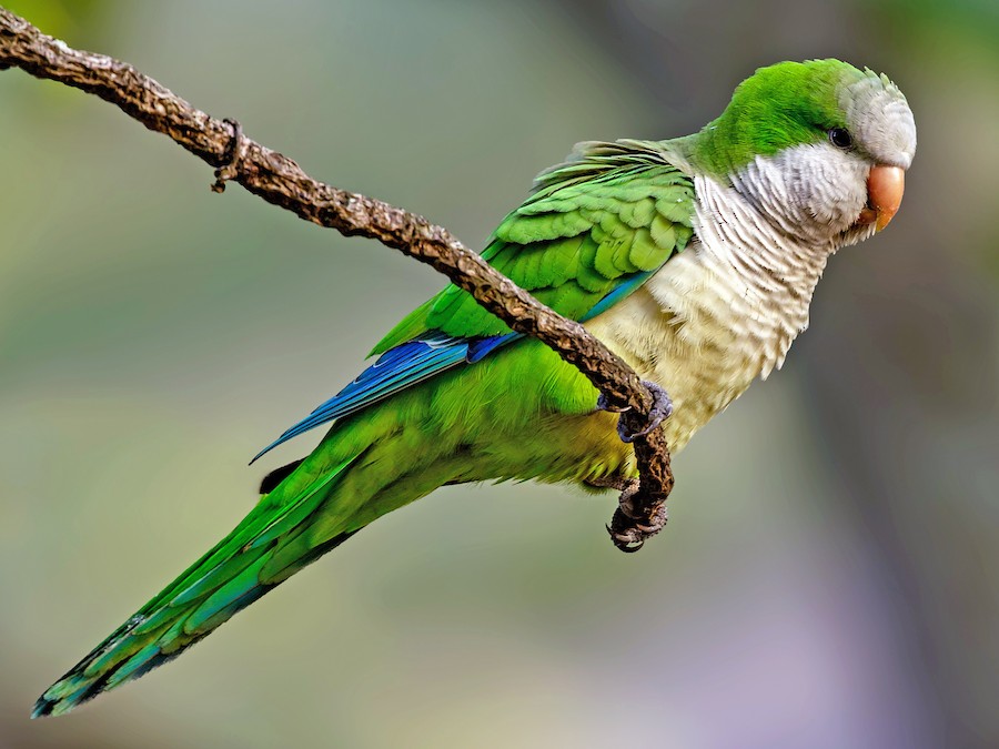 Mönchsittich - eBird