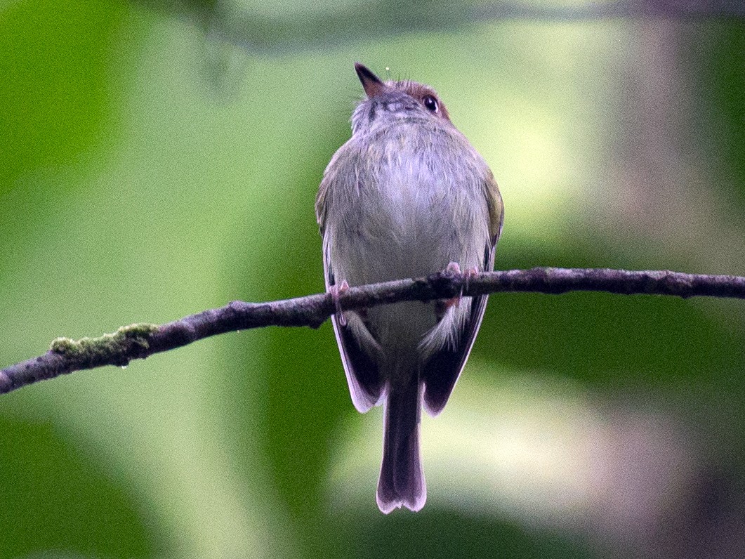 Scale-crested Pygmy-Tyrant - eBird