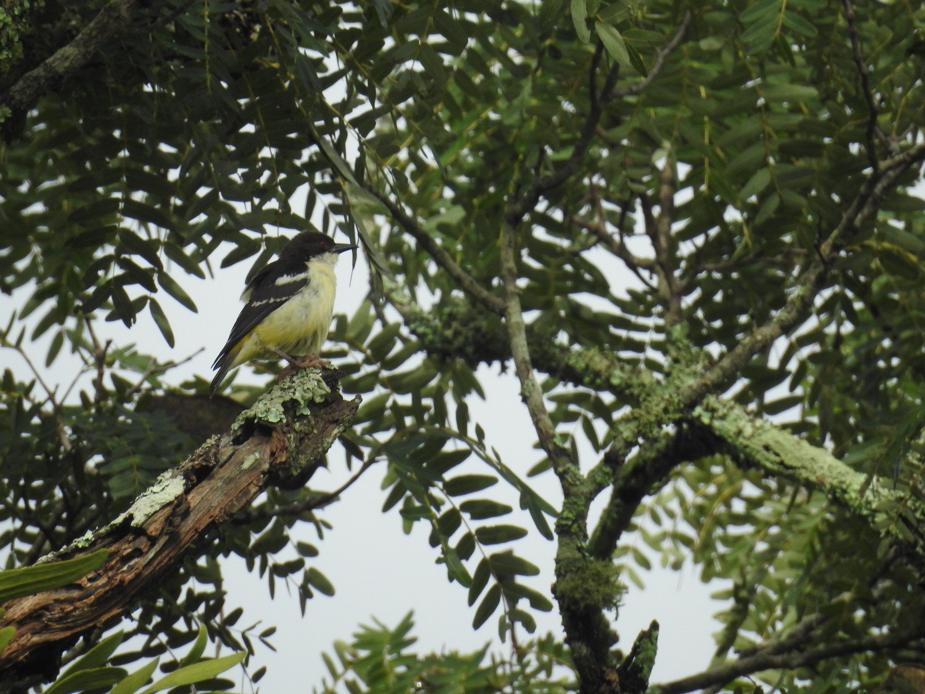 Bar-winged Weaver - eBird