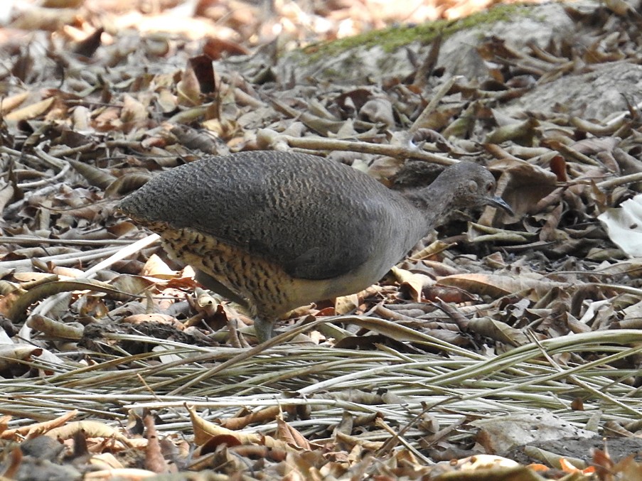 Undulated Tinamou - eBird