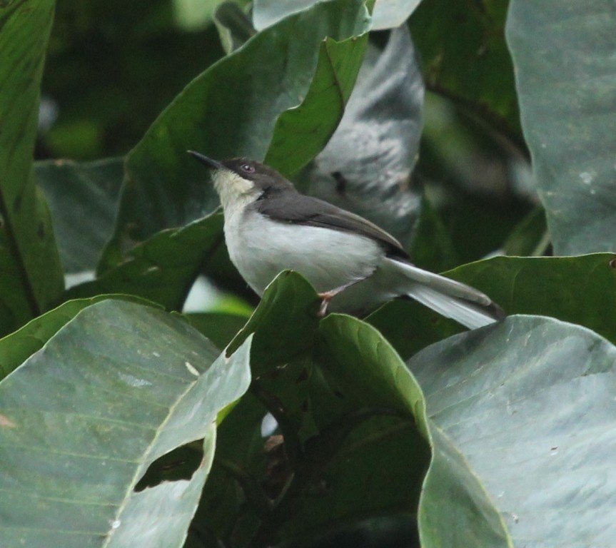 Buff-throated Apalis - eBird