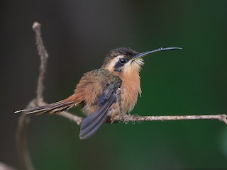 Reddish Hermit - Phaethornis ruber - Birds of the World