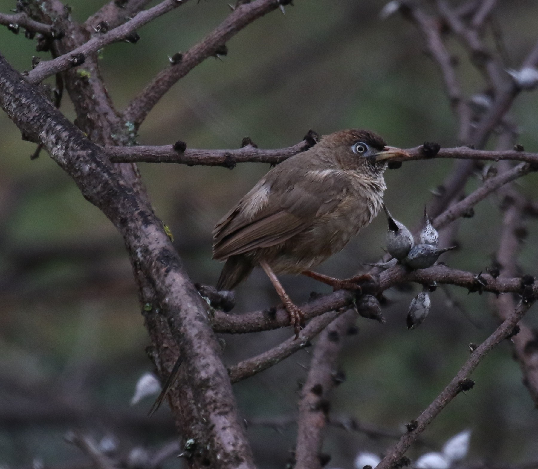 Scaly Chatterer - eBird