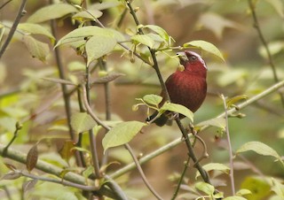 Vinaceous Rosefinch - Carpodacus vinaceus - Birds of the World