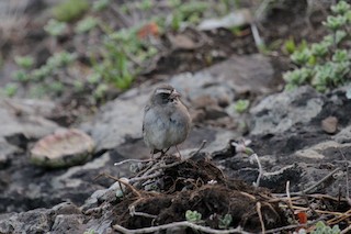 Brown-rumped Seedeater - Crithagra tristriata - Birds of the World