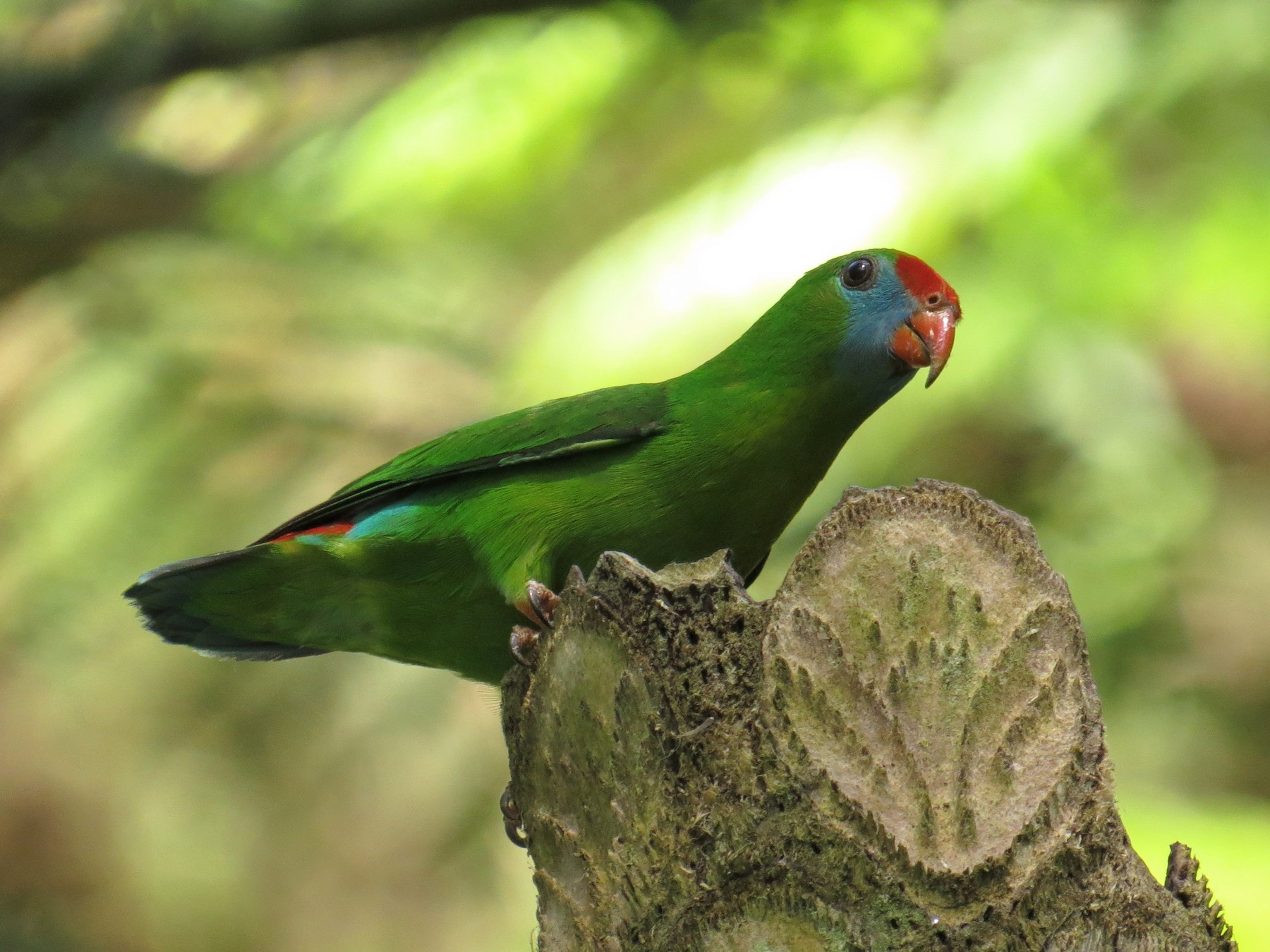 Philippine Hanging-Parrot - eBird