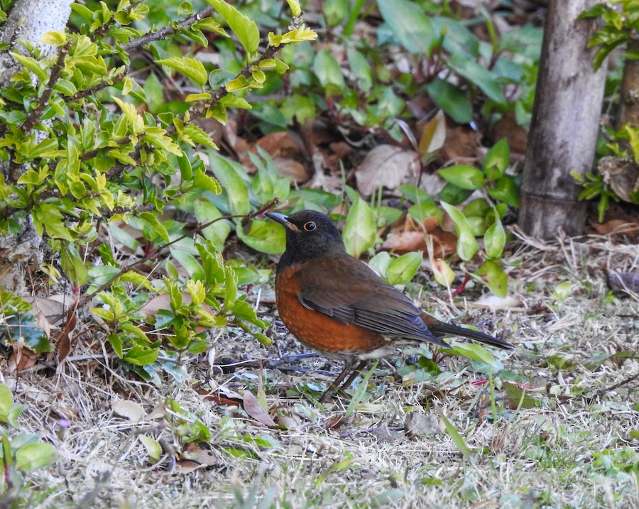 Izu Thrush - eBird