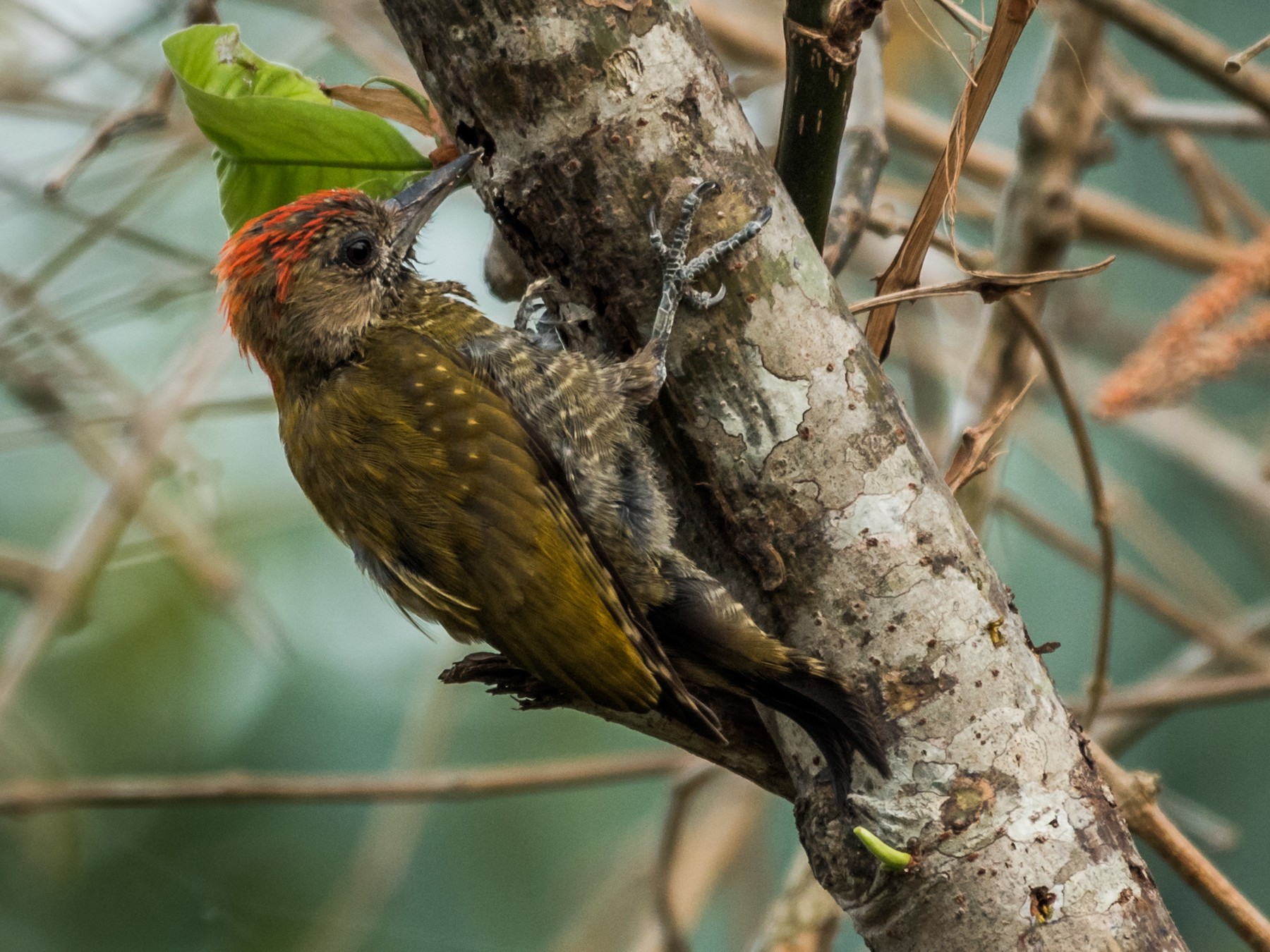 Little Woodpecker - eBird