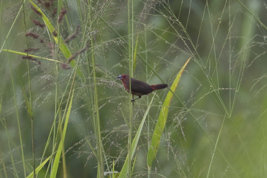 Black-bellied Firefinch - eBird