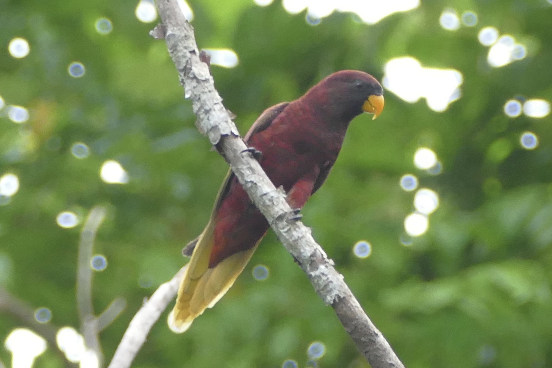 Pohnpei Lorikeet Minecraft Mob Skin