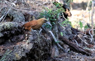 Great Rufous Woodcreeper - Xiphocolaptes major - Birds of the World