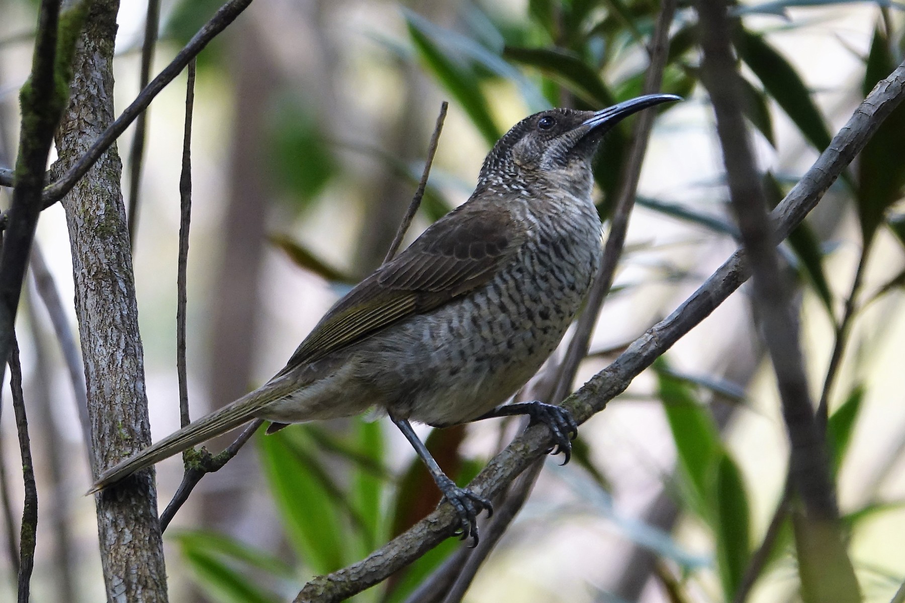Barred Honeyeater - eBird