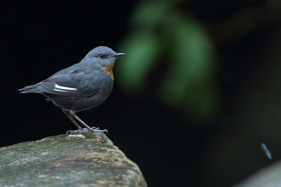 Rufous-throated Dipper - eBird