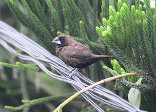 Dusky Munia - Lonchura fuscans - Birds of the World
