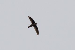 Uniform Swiftlet - Aerodramus vanikorensis - Birds of the World