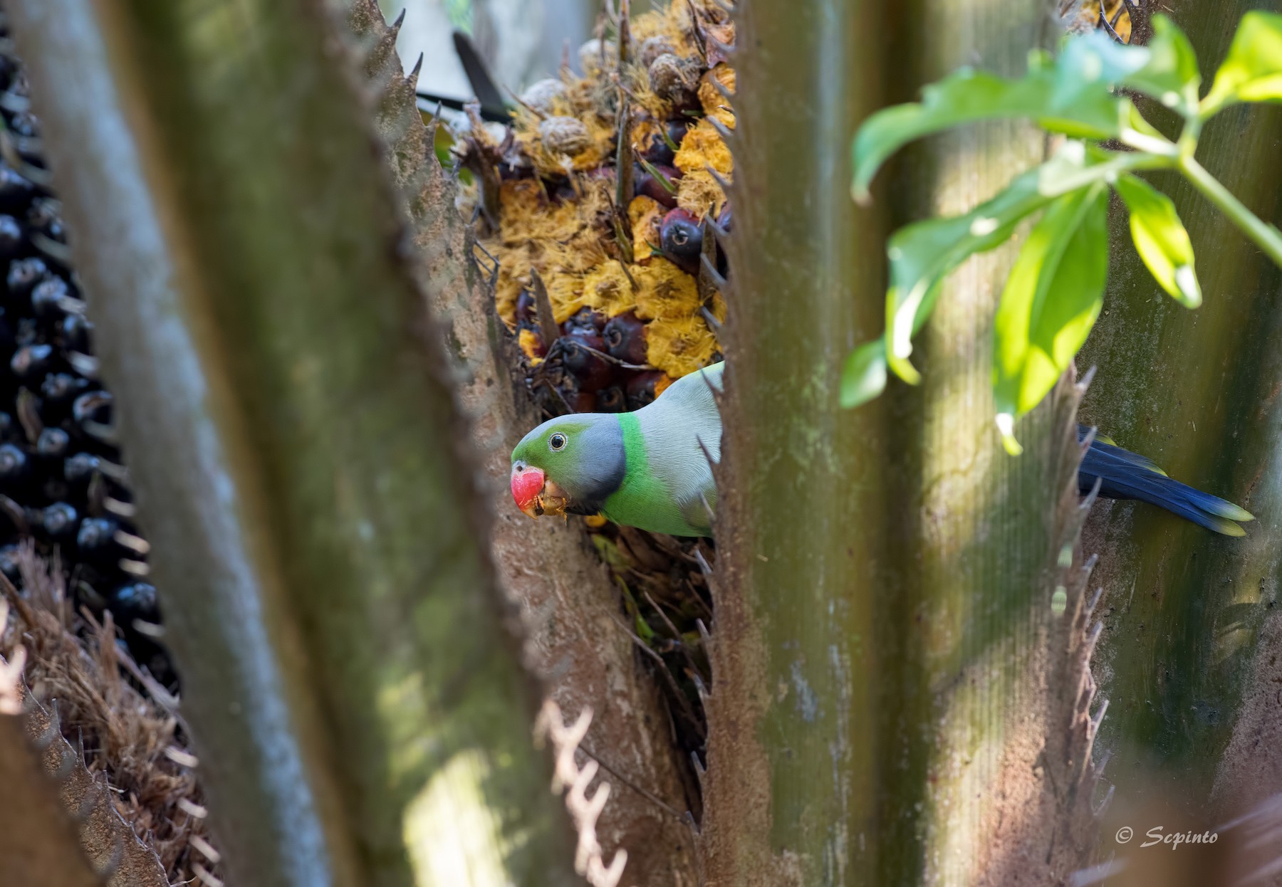 Layard's Parakeet - eBird