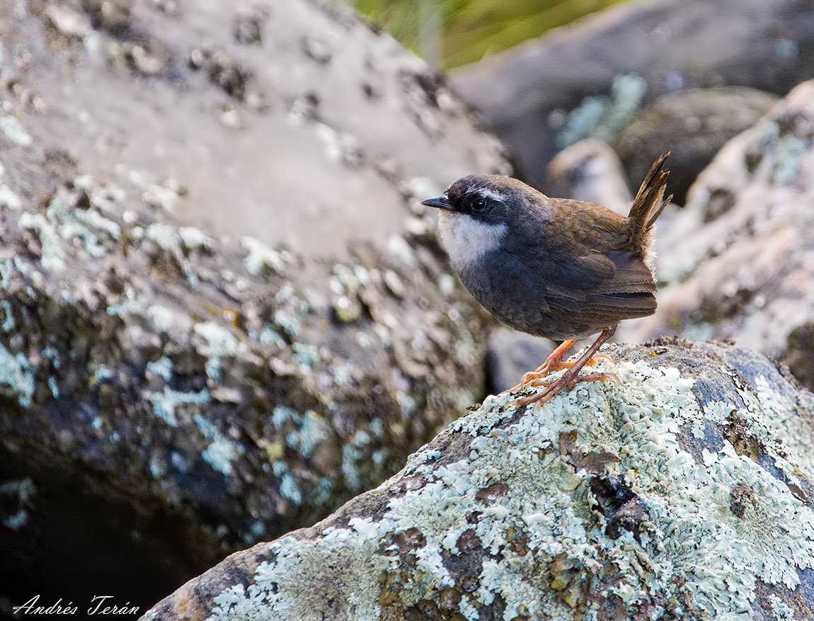 White-browed Tapaculo - eBird