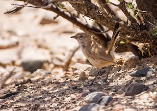 Sandy Gallito - Teledromas fuscus - Birds of the World